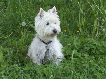 West Highland White Terrier / Westie - Medienwerkstatt-Wissen © 2006 ...