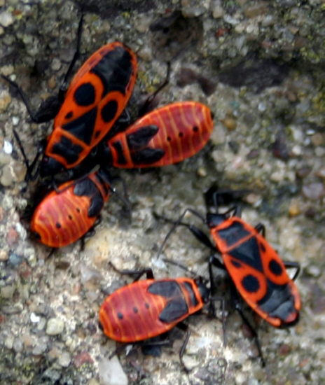 Feuerwanze - allgemein - Medienwerkstatt-Wissen © 2006-2025 Medienwerkstatt