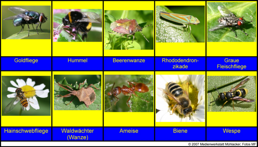 Insekten 1 - Medienwerkstatt-Wissen © 2006-2025 Medienwerkstatt