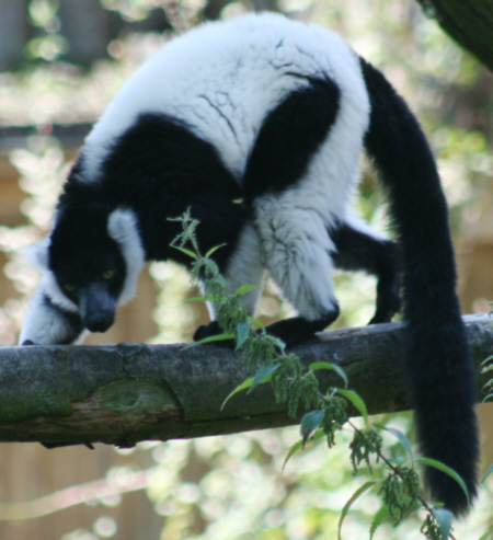 Vari - Schwarz-weißer Vari - Medienwerkstatt-Wissen © 2006-2025 ...