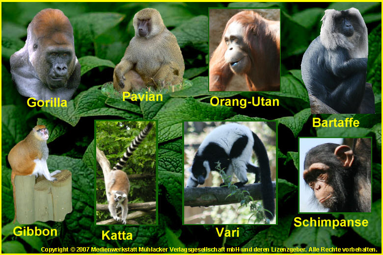 Affenarten - Abbildung - Medienwerkstatt-Wissen © 2006-2021 Medienwerkstatt