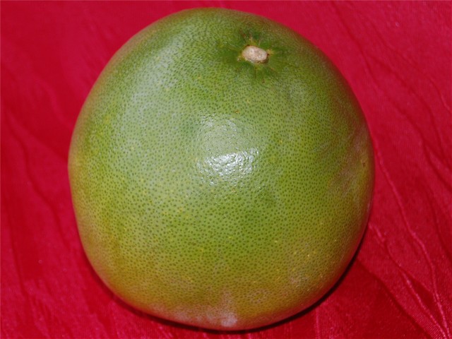 Pomelo - Medienwerkstatt-Wissen © 2006-2025 Medienwerkstatt