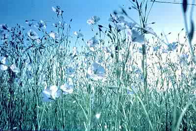 Flachspflanze - allgemein - Medienwerkstatt-Wissen © 2006-2025 ...