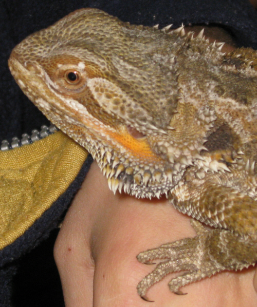 Welche Bartagamen Arten gibt es?