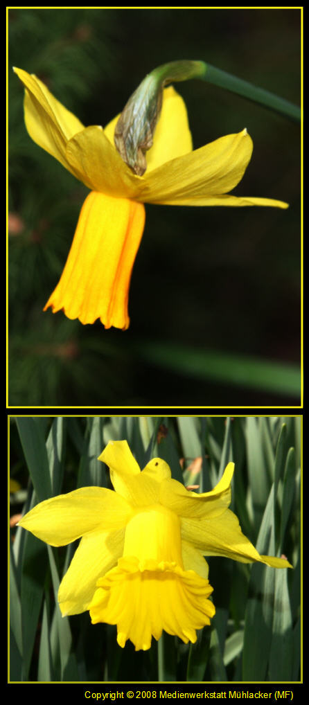 I wandered lonely as a cloud (The Daffodils/First Version ...