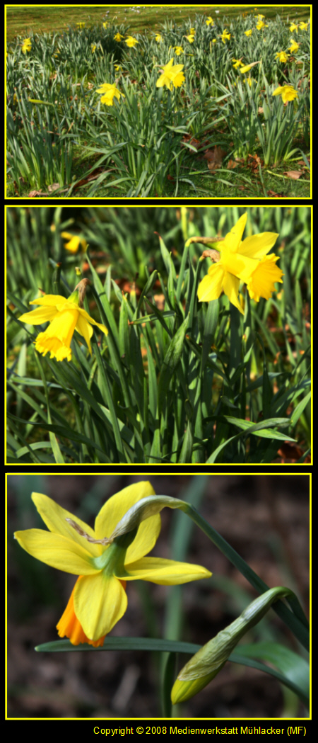 I wandered lonely as a cloud (The Daffodils / Second Version ...