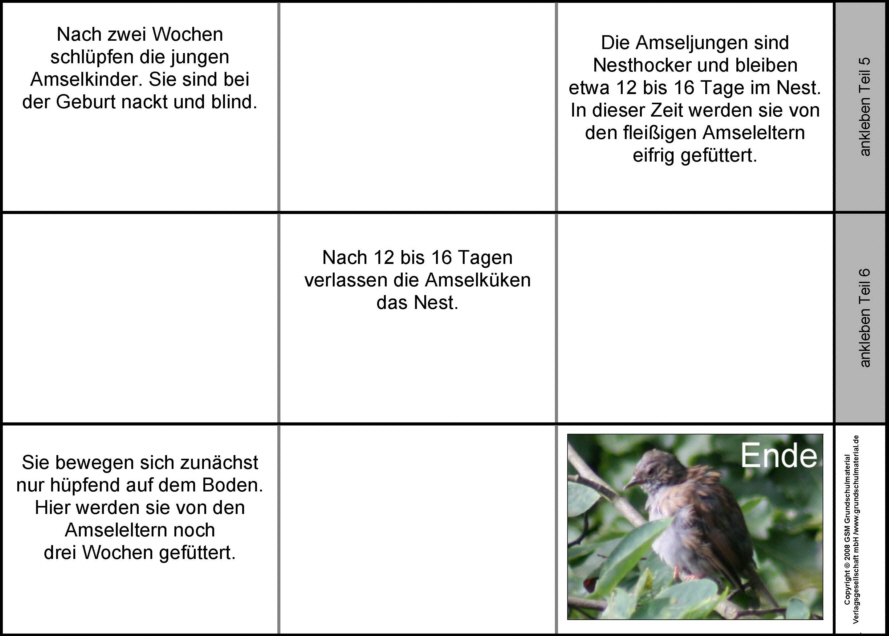Ein Amsel-Leporello (Aufzucht der Jungen) - Bastelvorlagen - Medienwerkstatt-Wissen © 2006-2025 ...