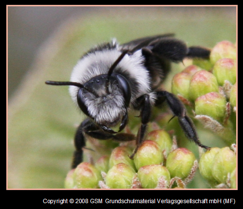 Biene Mit Schwarzem Hinterleib