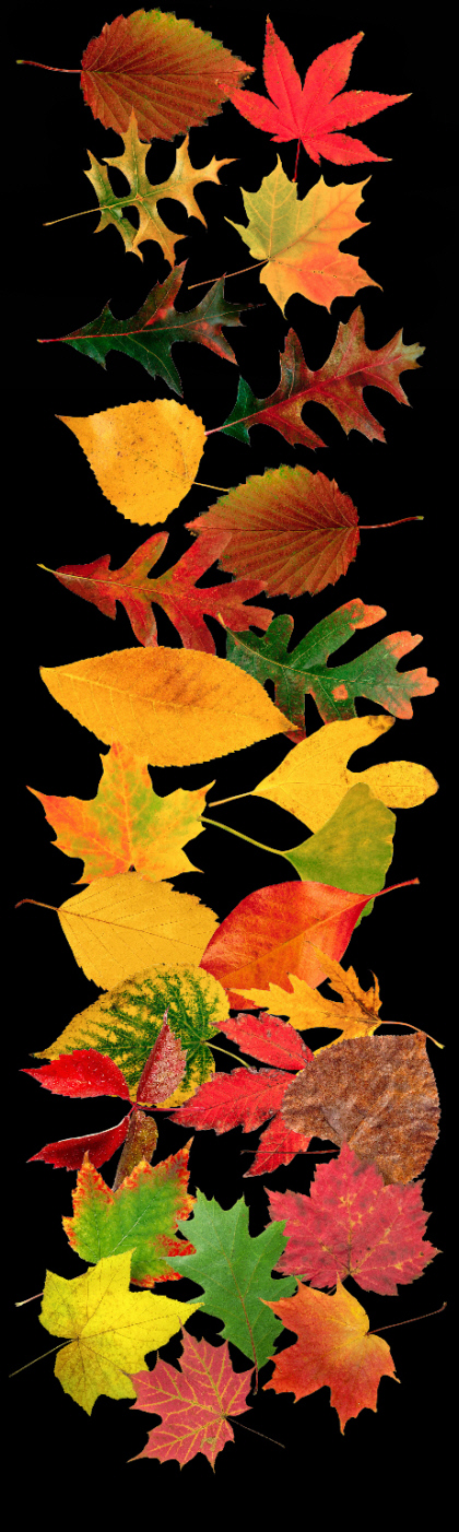 Herbst - Adjektive suchen 28 - Medienwerkstatt-Wissen © 2006-2025 Medienwerkstatt