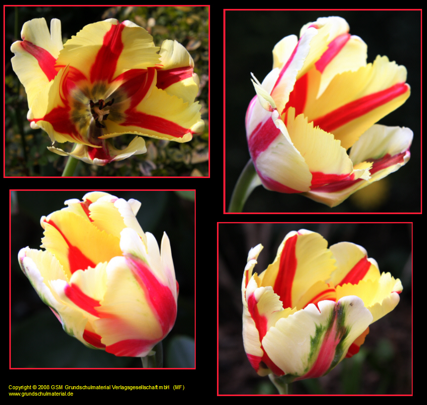 Französische Tulpe - Medienwerkstatt-Wissen © 2006-2025 Medienwerkstatt