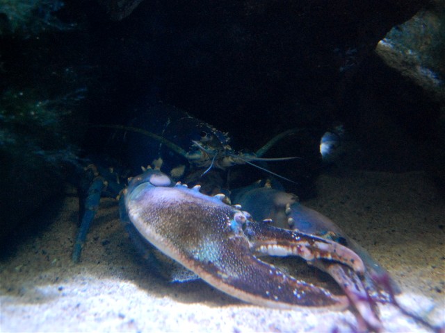 Europäischer Hummer - allgemein - Medienwerkstatt-Wissen © 2006-2025 ...