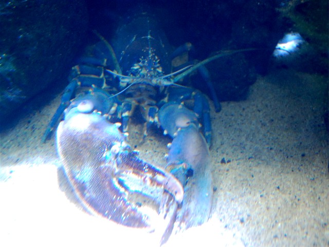 Europäischer Hummer - allgemein - Medienwerkstatt-Wissen © 2006-2026 ...