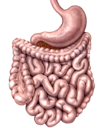 Darm - Medienwerkstatt-Wissen © 2006-2022 Medienwerkstatt
