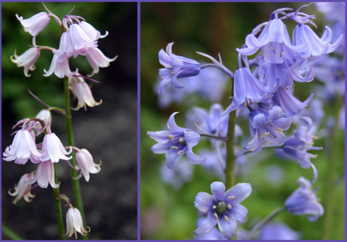 Glockenblumen - Medienwerkstatt-Wissen © 2006-2021 Medienwerkstatt