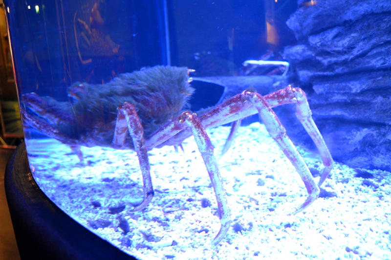 Japanische Riesenkrabbe - Fotos - Medienwerkstatt-Wissen © 2006-2025 ...