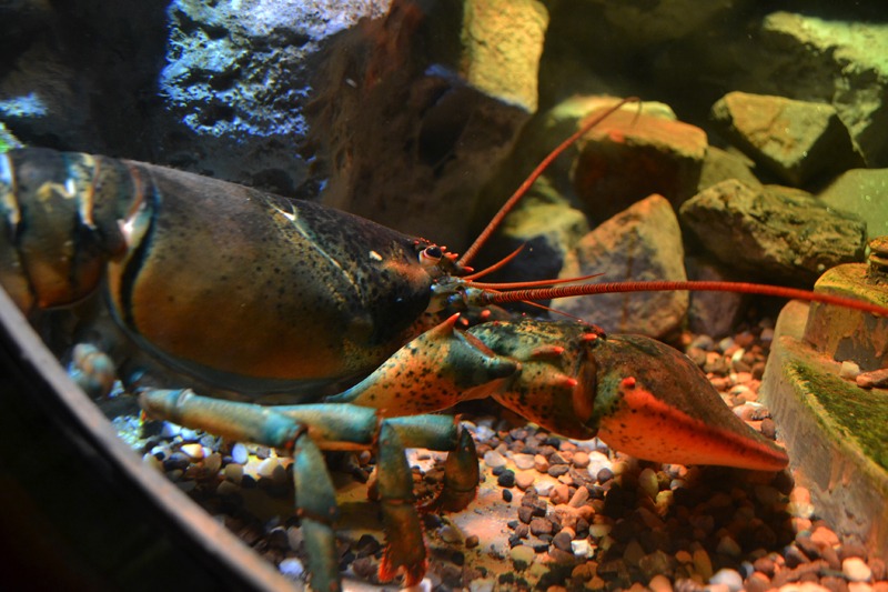 Amerikanischer Hummer - Medienwerkstatt-Wissen © 2006-2025 Medienwerkstatt