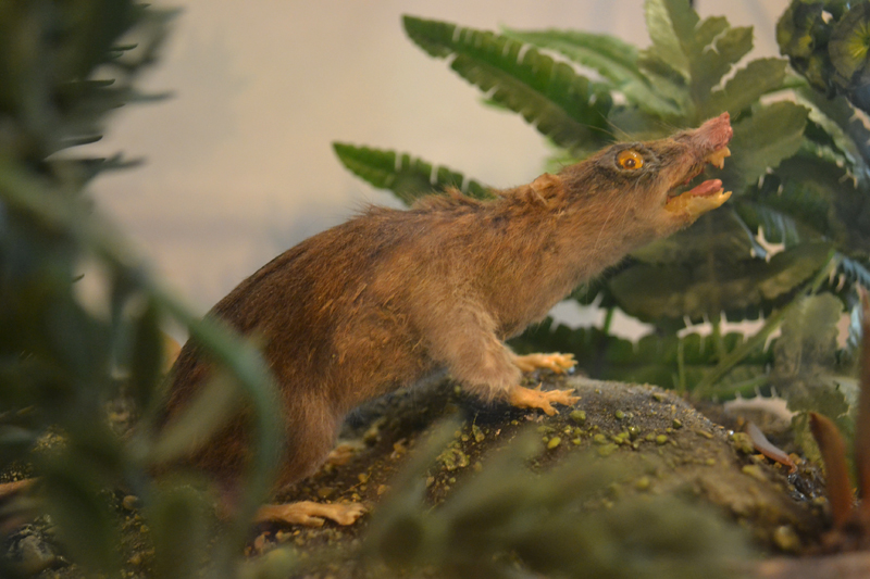 Ausstellung: Urzeitliche Tiere - Megazostrodon - Medienwerkstatt-Wissen ...