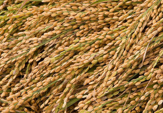 Reisanbau - Medienwerkstatt-Wissen © 2006-2025 Medienwerkstatt