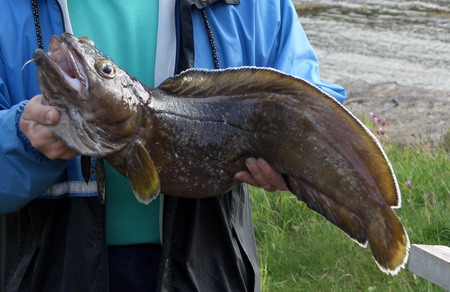 Lumb - Medienwerkstatt-Wissen © 2006-2024 Medienwerkstatt