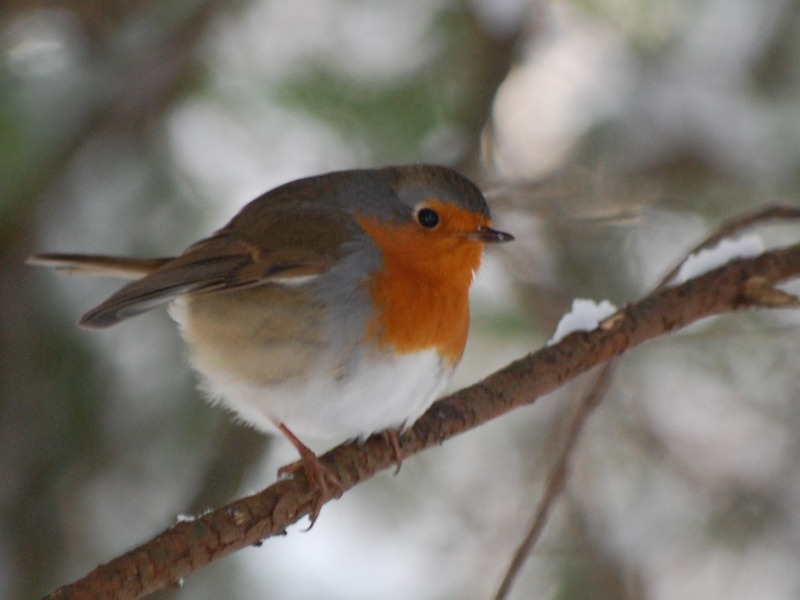 Rotkehlchen im Winter - Fotos - Medienwerkstatt-Wissen © 2006-2025 ...
