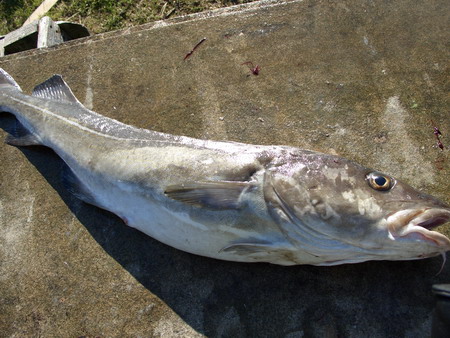 Dorsch - Medienwerkstatt-Wissen © 2006-2024 Medienwerkstatt