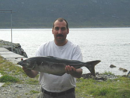 Seelachs - Medienwerkstatt-Wissen © 2006-2024 Medienwerkstatt