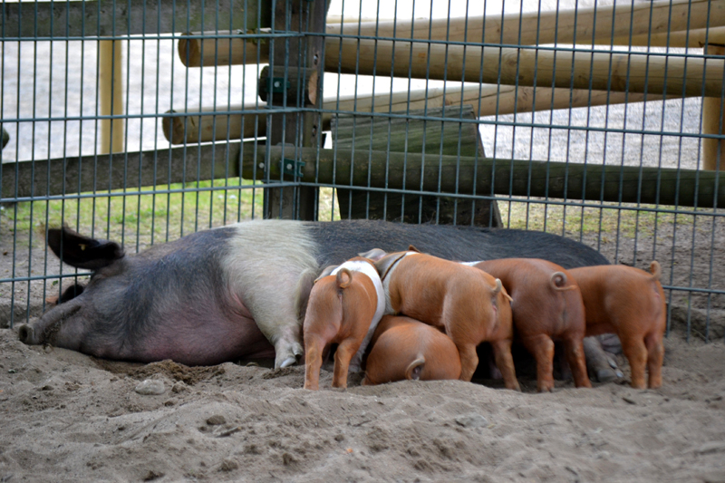 Husumer Protestschwein - Fotos 2 - Medienwerkstatt-Wissen © 2006-2026 ...
