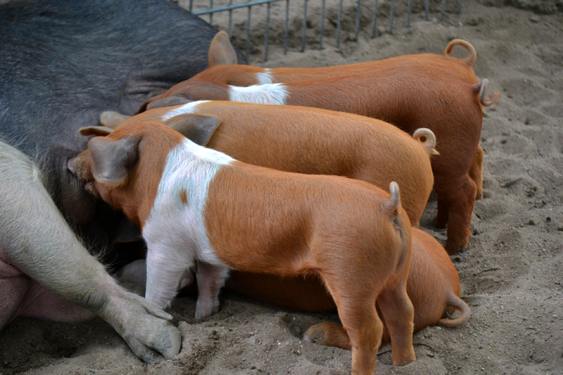 Husumer Protestschwein - Fotos 2 - Medienwerkstatt-Wissen © 2006-2026 ...