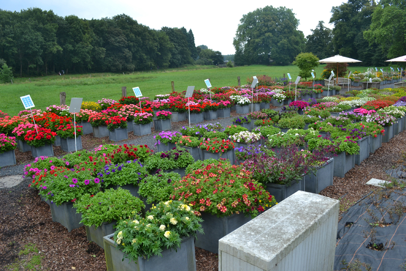 Blumengarten - allgemein - Medienwerkstatt-Wissen © 2006-2025 ...