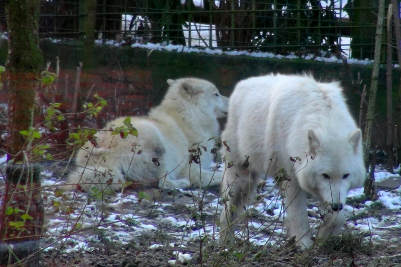 Arktischer Wolf - allgemein - Medienwerkstatt-Wissen © 2006-2021 ...