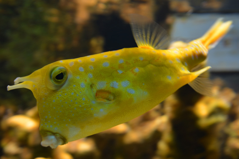 Kuhfisch - Fotos - Medienwerkstatt-Wissen © 2006-2025 Medienwerkstatt