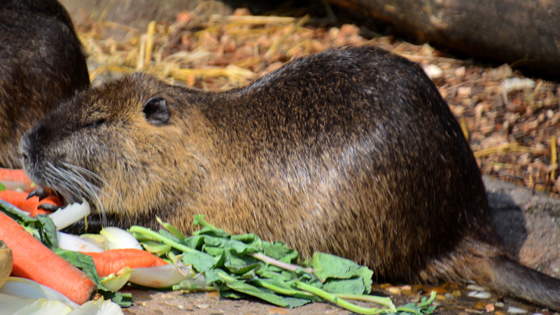Nutria - Fotos 3 - Medienwerkstatt-Wissen © 2006-2026 Medienwerkstatt