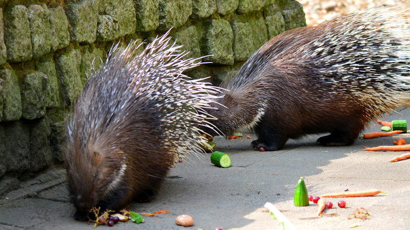 Stachelschwein - Fotos 3 - Medienwerkstatt-Wissen © 2006-2026 ...