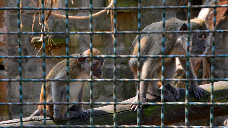 Javaneraffe - allgemein - Medienwerkstatt-Wissen © 2006-2025 ...