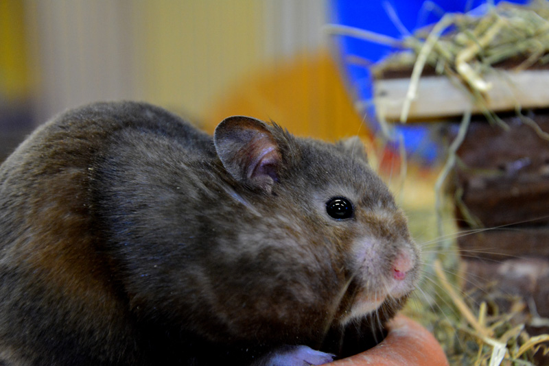 Teddyhamster - allgemein - Medienwerkstatt-Wissen © 2006-2025 ...