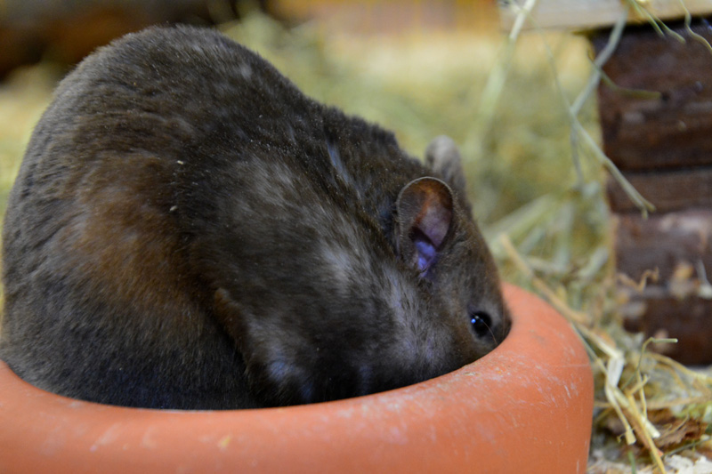 Teddyhamster - allgemein - Medienwerkstatt-Wissen © 2006-2025 ...