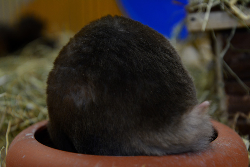 Teddyhamster - allgemein - Medienwerkstatt-Wissen © 2006-2025 ...
