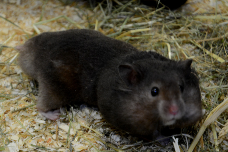 Teddyhamster - Fotos 3 - Medienwerkstatt-Wissen © 2006- 2026 ...