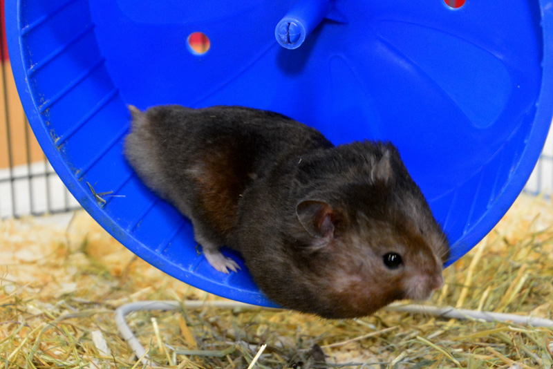 Teddyhamster - Fotos 3 - Medienwerkstatt-Wissen © 2006- 2026 ...
