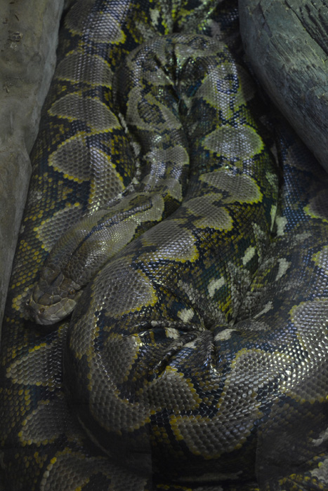 Netzpython - Fotos 1 - Medienwerkstatt-Wissen © 2006-2025 Medienwerkstatt