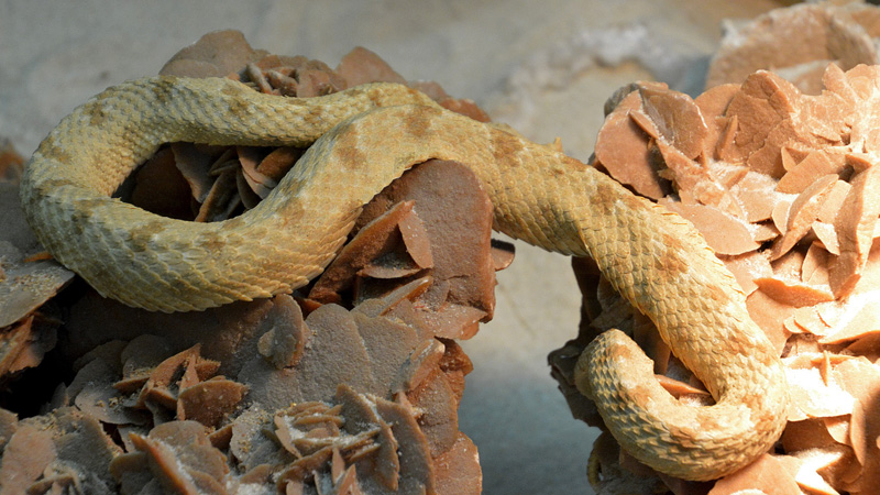 Field´s Hornviper - allgemein - Medienwerkstatt-Wissen © 2006-2025 ...