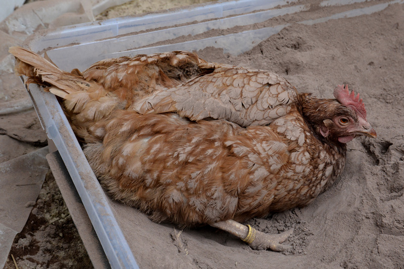Huhn on Tour - Fotos 3 - Medienwerkstatt-Wissen © 2006- 2026 ...