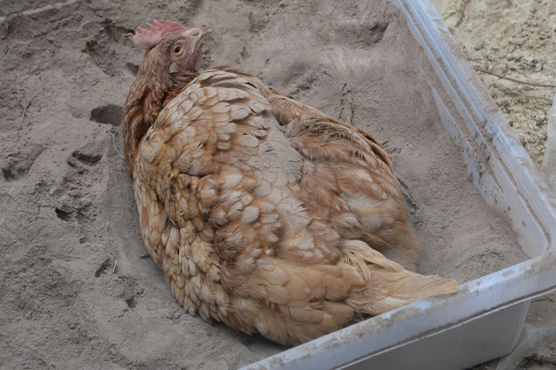 Haushuhn - Fotos Sandbad - Medienwerkstatt-Wissen © 2006- 2026 ...