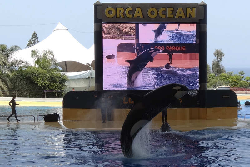 Orca-Show - Fotos 1 - Medienwerkstatt-Wissen © 2006-2025 Medienwerkstatt