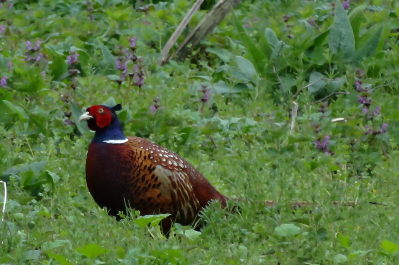 Fasan - Fotos - Medienwerkstatt-Wissen © 2006-2024 Medienwerkstatt
