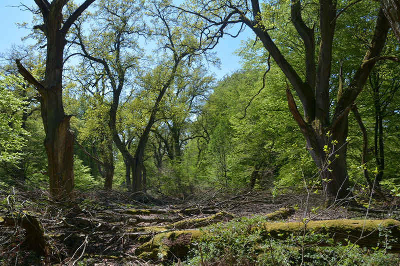 Der Urwald Sababurg - Fotos 3 - Medienwerkstatt-Wissen © 2006-2025 ...