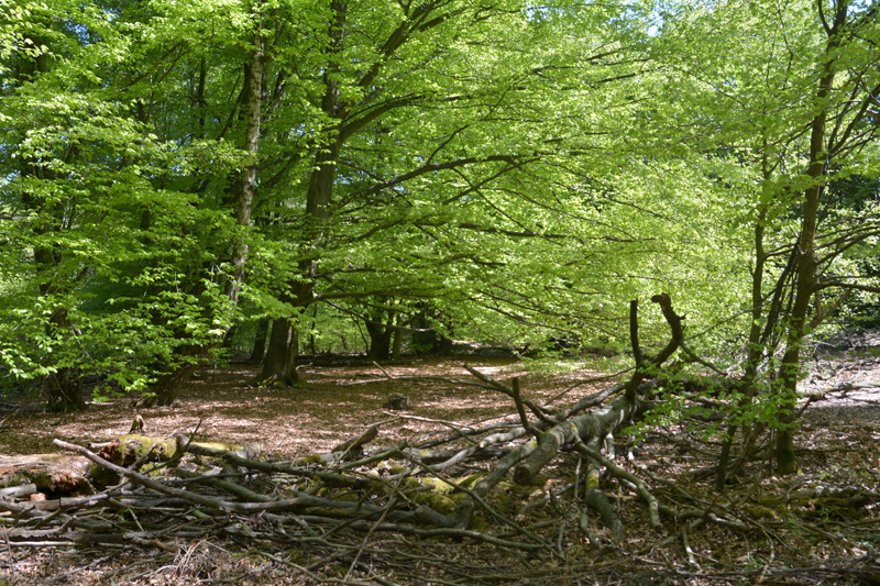 Der Urwald Sababurg - Fotos 3 - Medienwerkstatt-Wissen © 2006-2025 ...