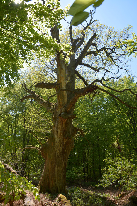 Der Urwald Sababurg - Fotos 5 - Medienwerkstatt-Wissen © 2006-2025 ...