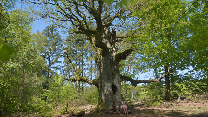 Der Urwald Sababurg - Fotos 7 - Medienwerkstatt-Wissen © 2006-2025 ...