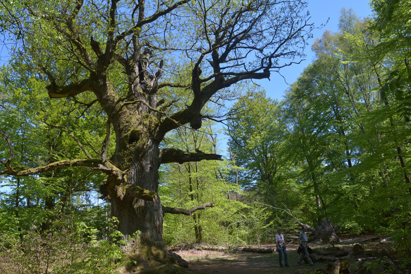 Der Urwald Sababurg - Fotos 8 - Medienwerkstatt-Wissen © 2006-2025 ...
